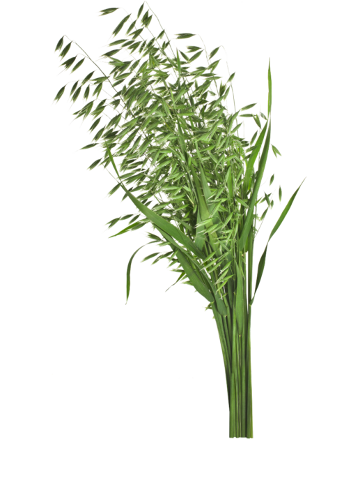 avena sativa | Nutribiolite